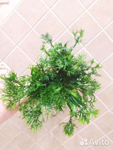 Папоротник Винделов, дебри дремучие