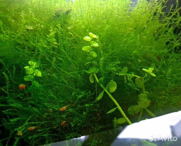 Растения мхи продажа обмен