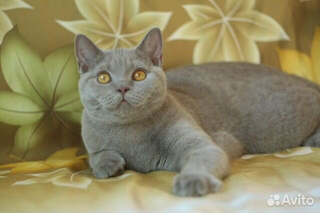 Котик, Лиловый короткошерстный британец