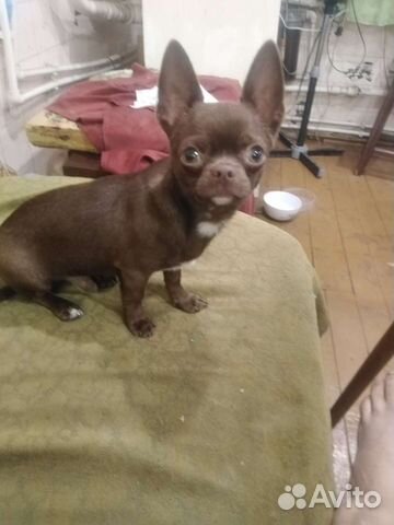 Вязка чихуахуа