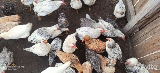 Молодые куры и петухи