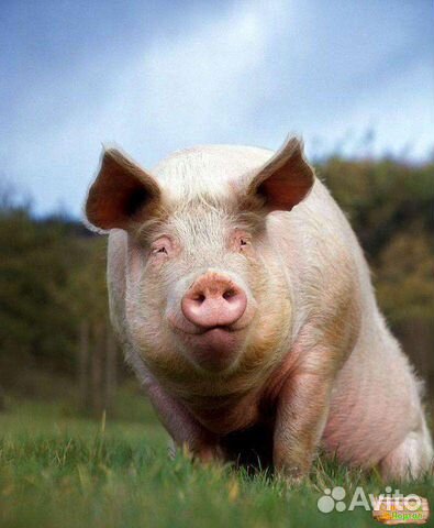 Живые свиньи на мясо