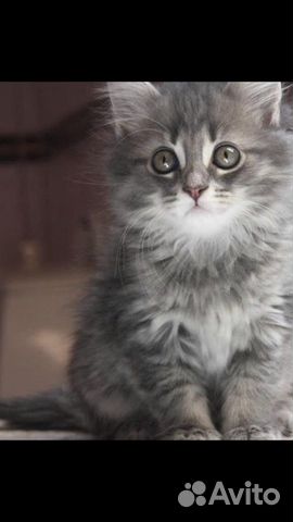 Дымчато- голубые сибиряки