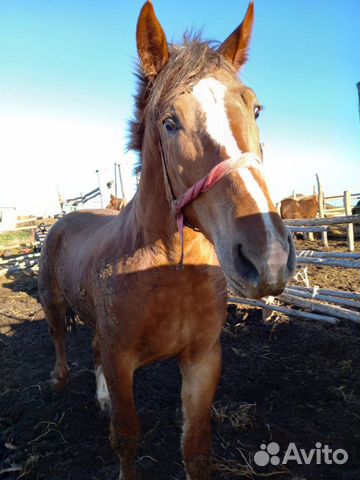 Лошади тяжеловозы