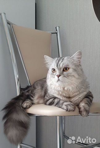 Продам молодого котика
