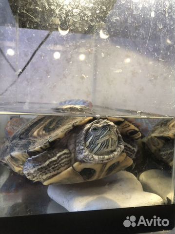 Черепаха