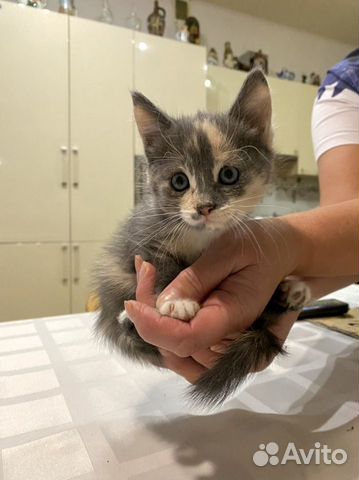 Котята