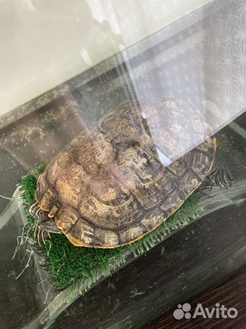 Красноухая черепаха в добрые руки
