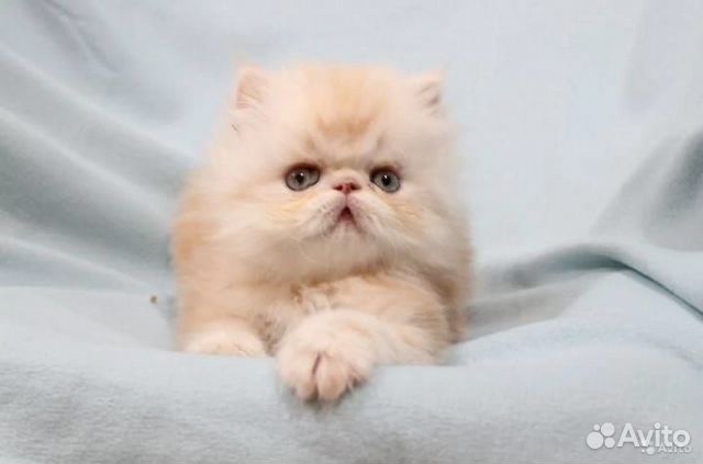 Персидский длинношёрстный экзот