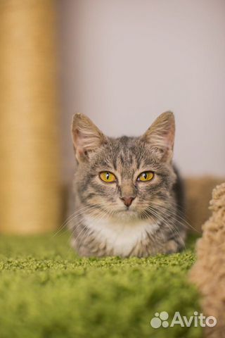 Котёнок Жоржетта в дар