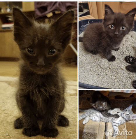 Котенок в дар