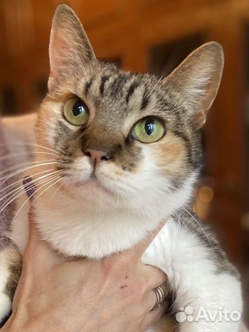 Кошка Морковка