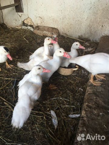 Индоутята мускусная утка