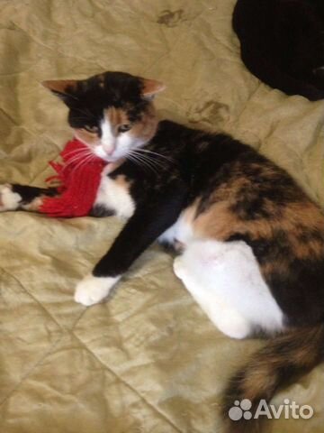 Кошка стерилизованная