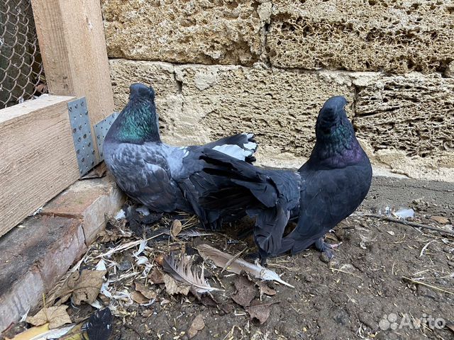 Продам голубей индийских павлинов