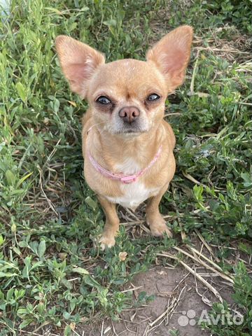 Потерялась чихуахуа