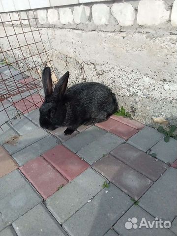 Кролики мясных пород