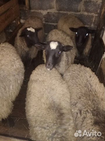 Баранчики романовские чистокровные