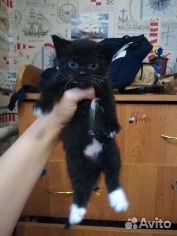 Кошечка в добрые руки