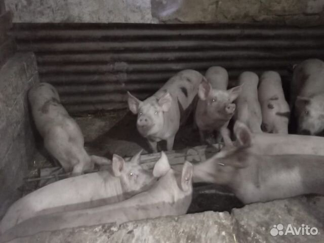 Продажа свиней