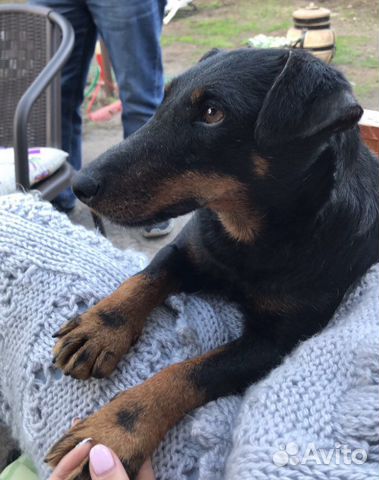 Ягдтерьер щенки