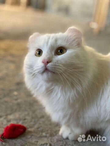 Белый красивый кот