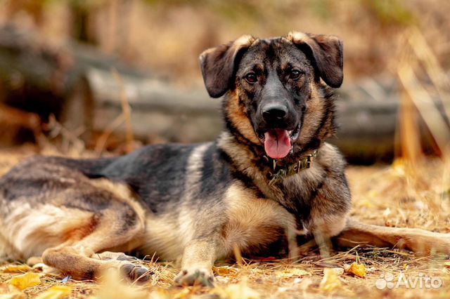 Собака в добрые руки