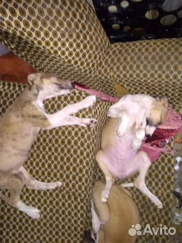 Щенки борзой