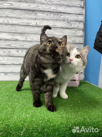 Котята подростки бесплатно