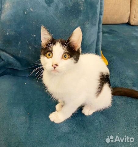 Идеальная кото девочка ищет дом