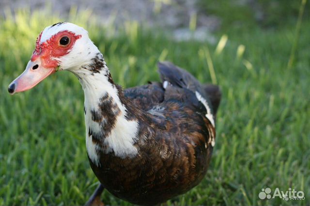 Мускусные индоутки