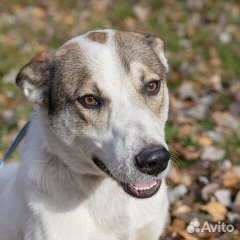 Охранник пёс Мартин в добрые руки