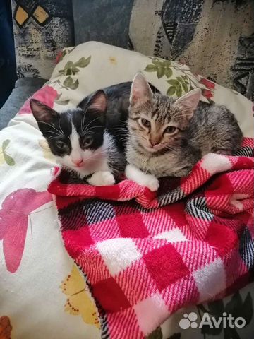 Котики бесплатно в добрые руки