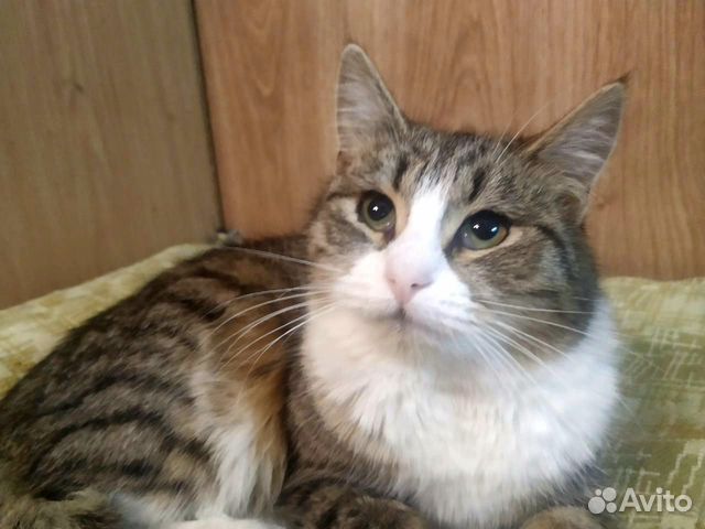 Котенок мальчик серый