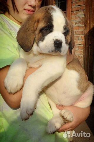 Щенки сенбернара