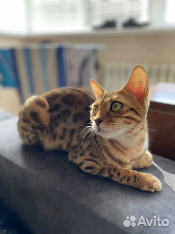 Бенгальская кошка вязка