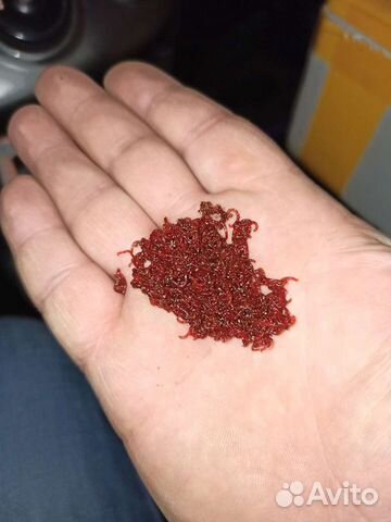 Мотыль кормовой мелкий