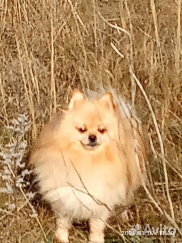 Померанский шпиц вязка кобель