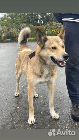 Лайка Джоник ищет дом