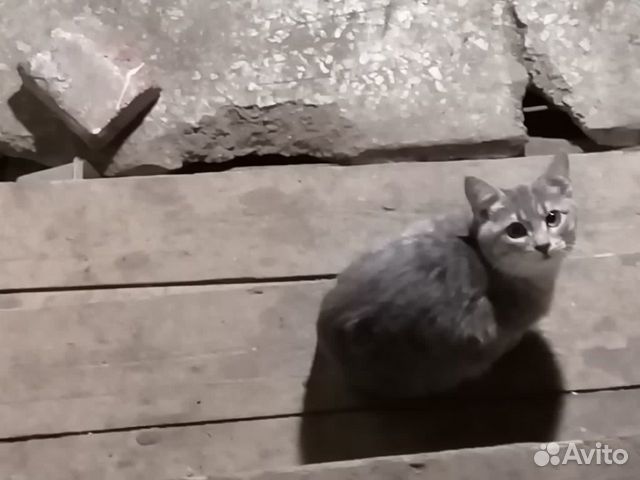 Котенок мальчик