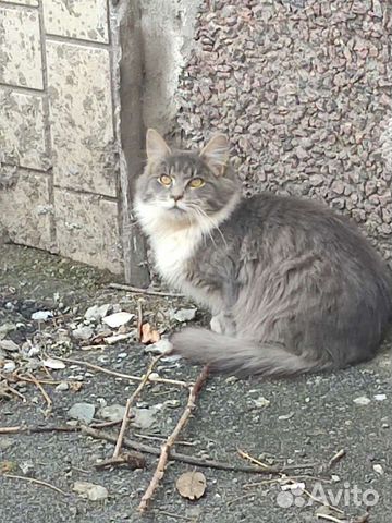 Кошечка ищет дом