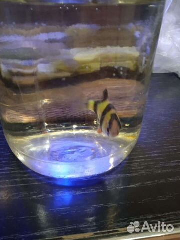 Аквариумная рыбка бесплатно