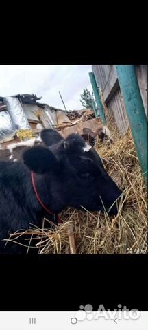 Бычки и телочки звоните время 8 вечера