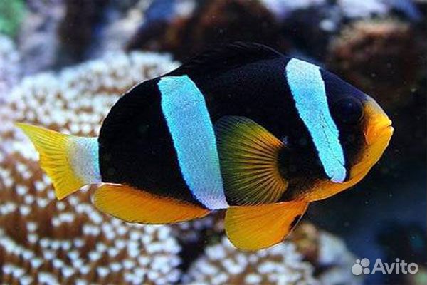 Клоун кларка (7 см)