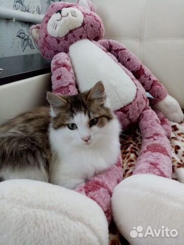 Кошка в добрые руки