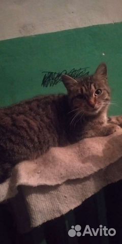 Кошка в подъезде в добрые руки
