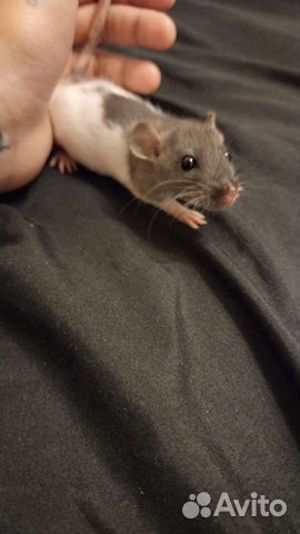 Крыса дамбо