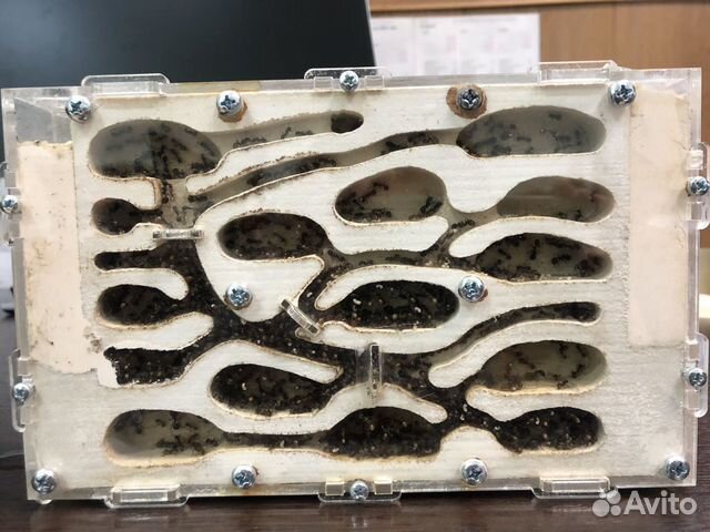 Муравьиная ферма с муравьями