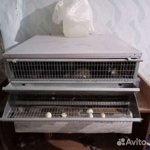 Клетка с перепелами