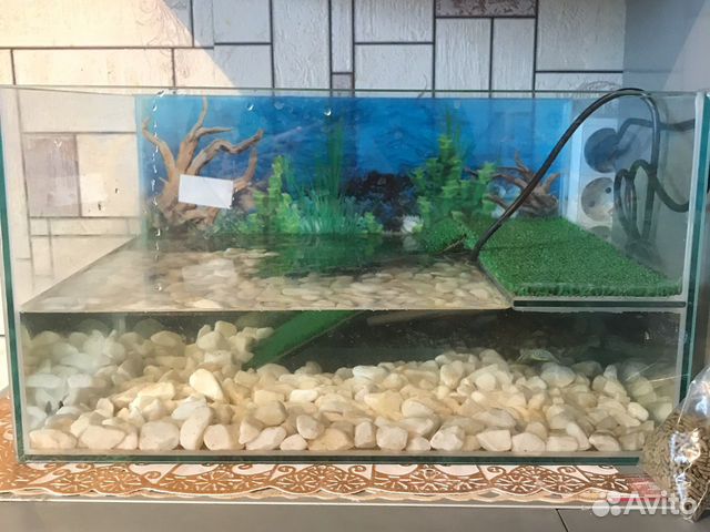 Продам Красноухих черепах